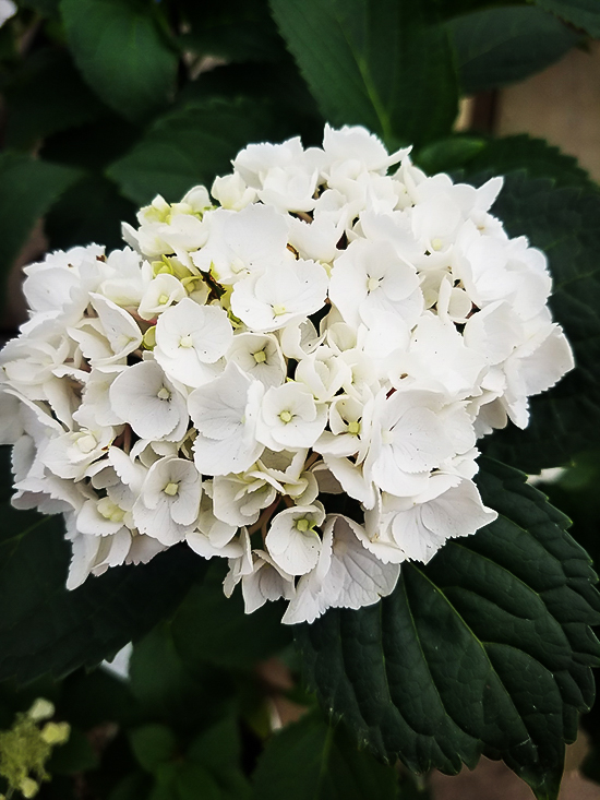 Zebra Hydrangea For Sale Online | The Tree Center