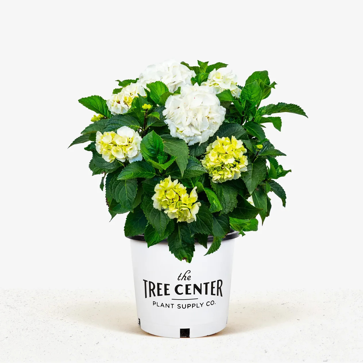 Zebra Hydrangea For Sale Online | The Tree Center