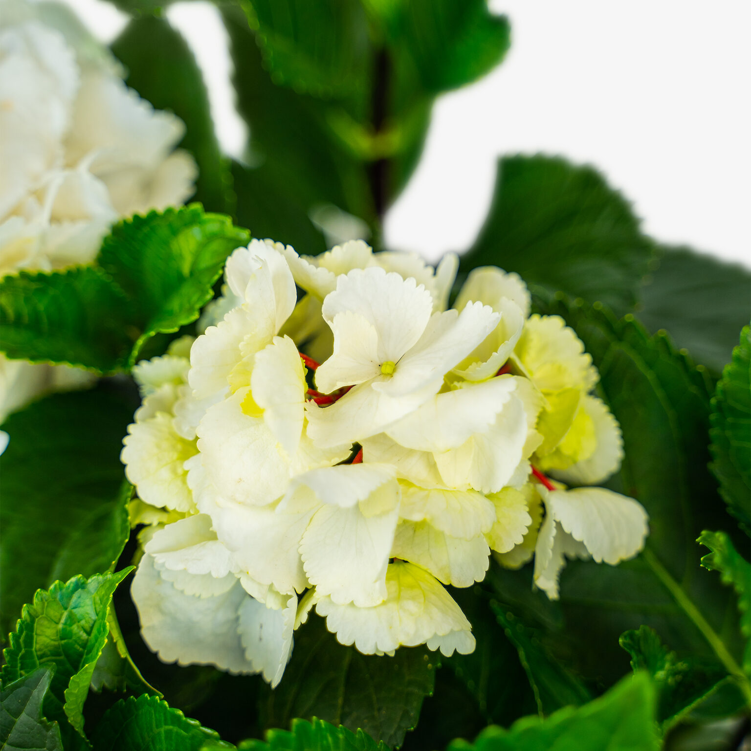 Zebra Hydrangea For Sale Online | The Tree Center