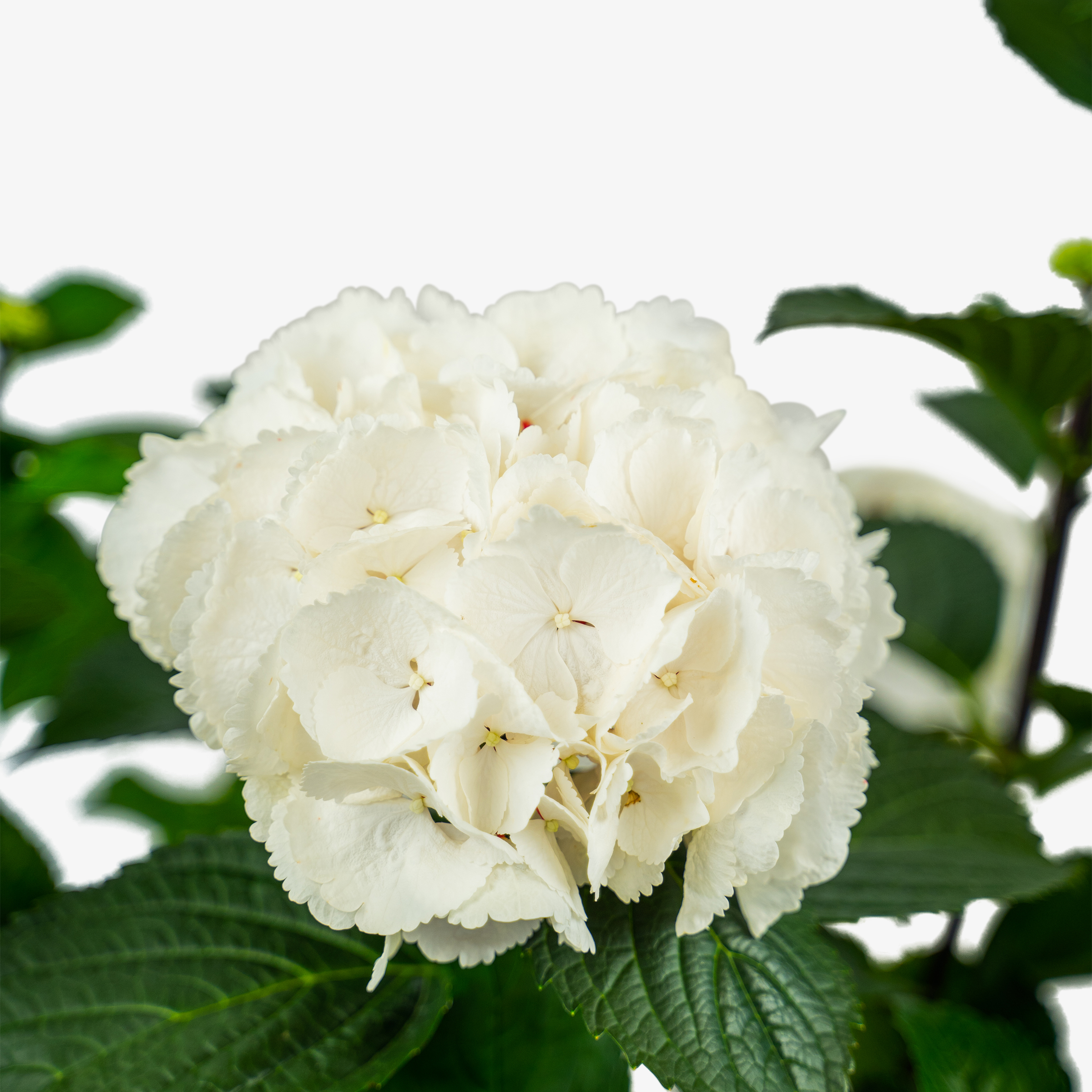 Zebra Hydrangea For Sale Online | The Tree Center