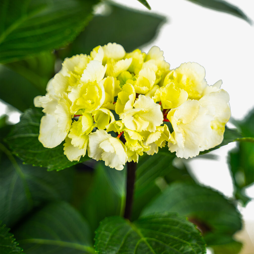 Zebra Hydrangea For Sale Online | The Tree Center