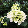 Zebra Hydrangea For Sale Online | The Tree Center