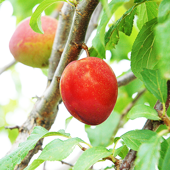 Alderman Plum Tree For Sale Online | The Tree Center