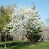 Alderman Plum Tree For Sale Online | The Tree Center