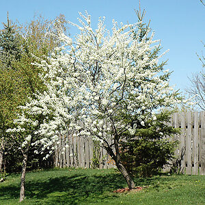 Alderman Plum Tree For Sale Online | The Tree Center