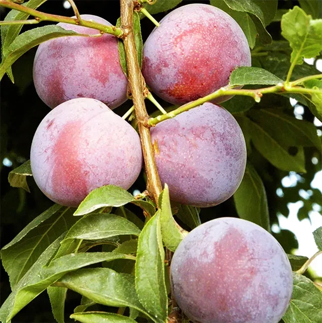 All Red Plum Tree For Sale Online | The Tree Center