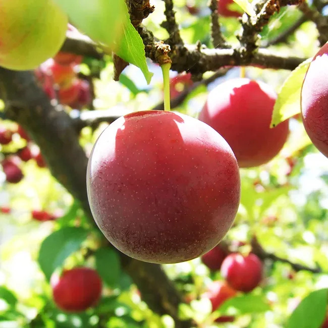 All Red Plum Tree For Sale Online | The Tree Center
