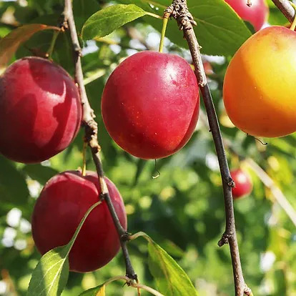 All Red Plum Tree For Sale Online | The Tree Center