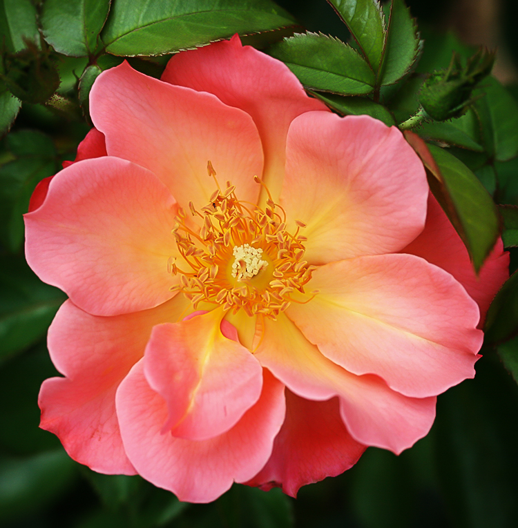 All the Rage Easy Elegance® Rose For Sale Online | The Tree Center