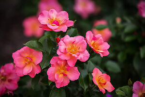 All the Rage Easy Elegance® Rose For Sale Online | The Tree Center