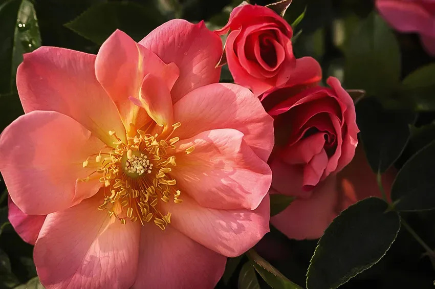 All the Rage Easy Elegance® Rose For Sale Online | The Tree Center