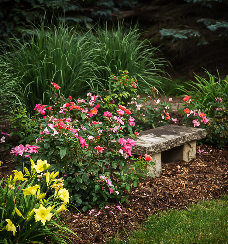 All the Rage Easy Elegance® Rose For Sale Online | The Tree Center