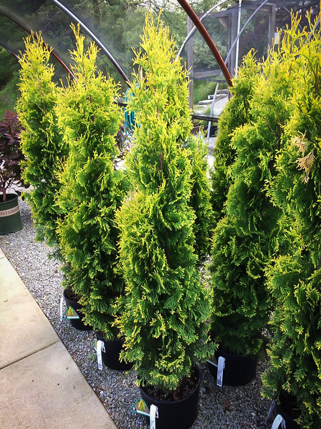 Amber Gold Arborvitae For Sale Online | The Tree Center