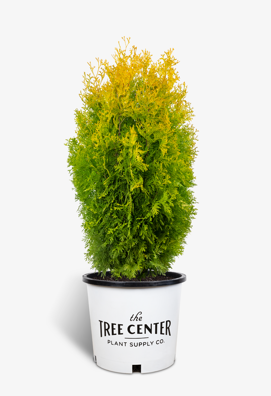 Amber Gold Arborvitae For Sale Online | The Tree Center