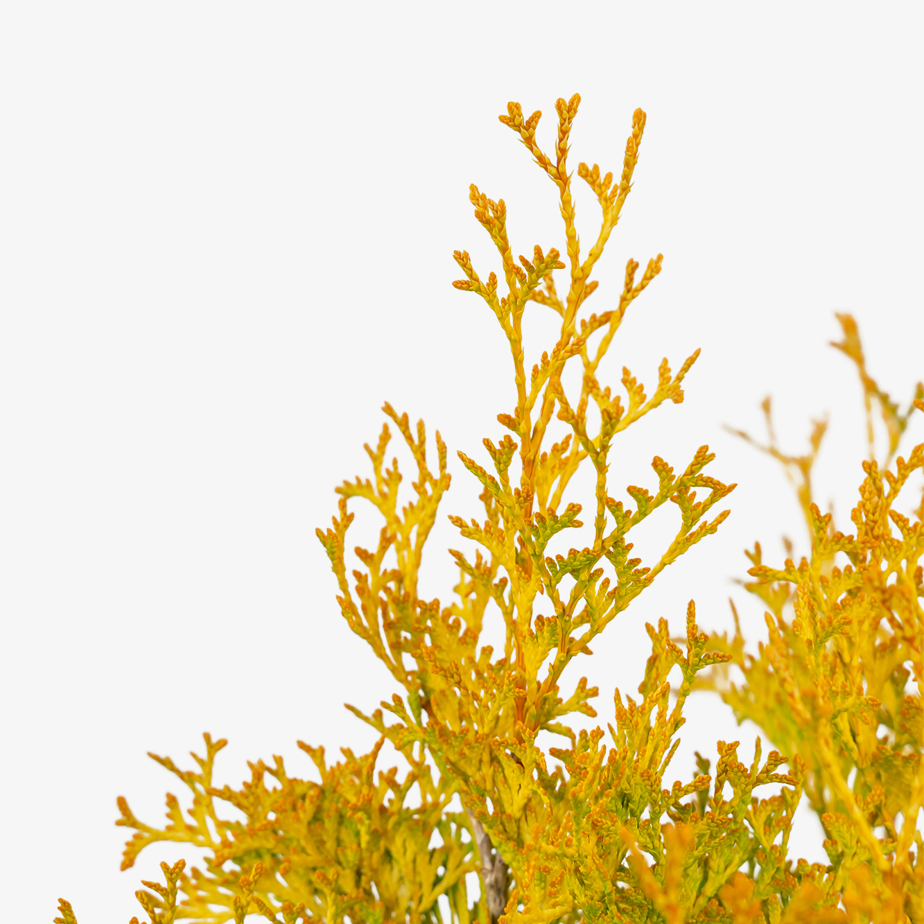 Amber Gold Arborvitae For Sale Online | The Tree Center
