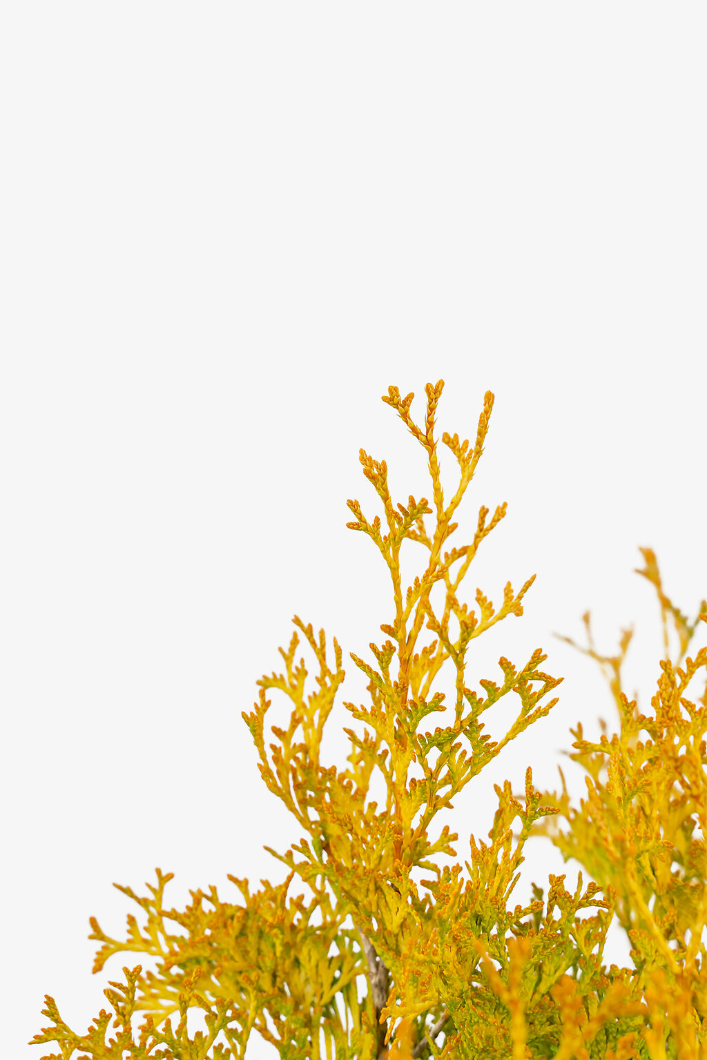 Amber Gold Arborvitae For Sale Online | The Tree Center