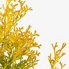Amber Gold Arborvitae For Sale Online | The Tree Center