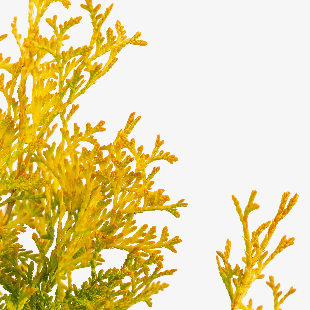 Amber Gold Arborvitae For Sale Online | The Tree Center