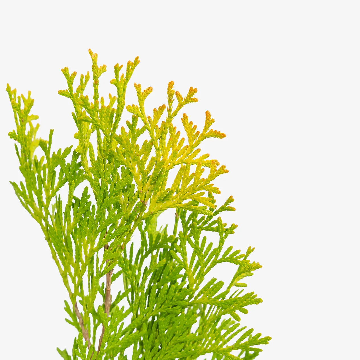 Amber Gold Arborvitae For Sale Online | The Tree Center
