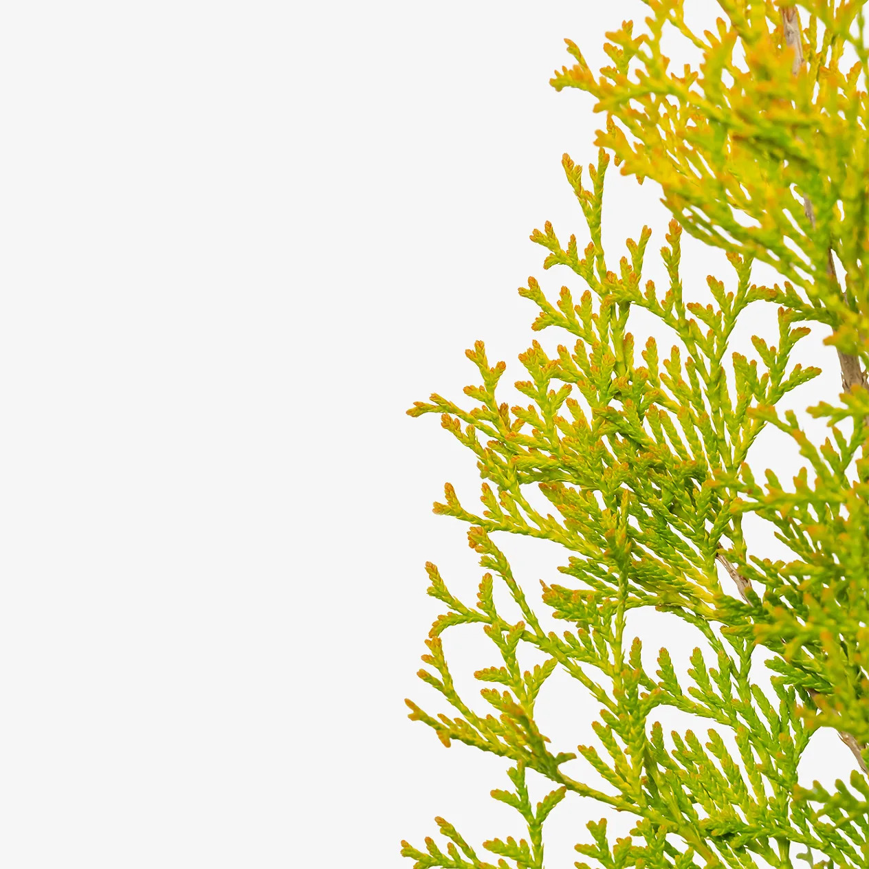 Amber Gold Arborvitae For Sale Online | The Tree Center