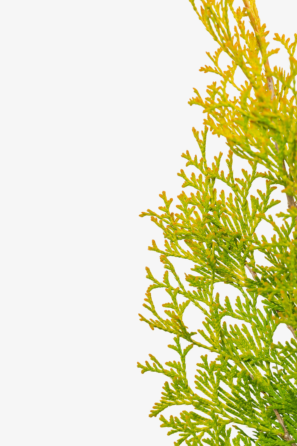 Amber Gold Arborvitae For Sale Online | The Tree Center