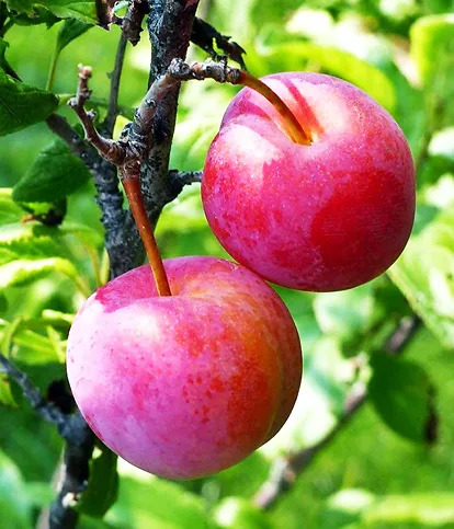 Au Rosa Plum Tree For Sale Online | The Tree Center