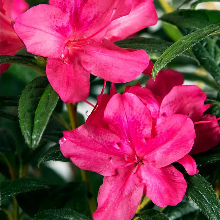 Autumn Jewel Encore Azalea For Sale Online | The Tree Center