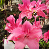 Autumn Jewel Encore Azalea For Sale Online | The Tree Center