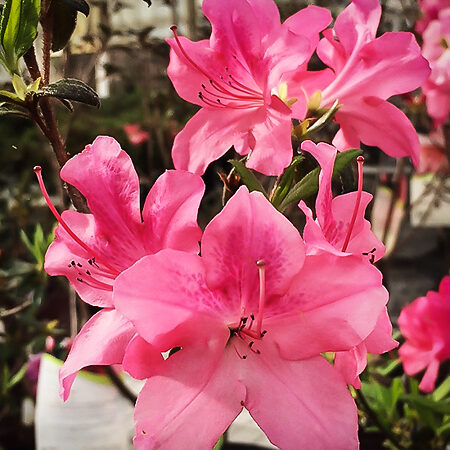 Autumn Jewel Encore Azalea For Sale Online | The Tree Center