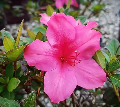 Autumn Jewel Encore Azalea For Sale Online | The Tree Center