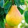 Ayers Pear Tree For Sale Online | The Tree Center