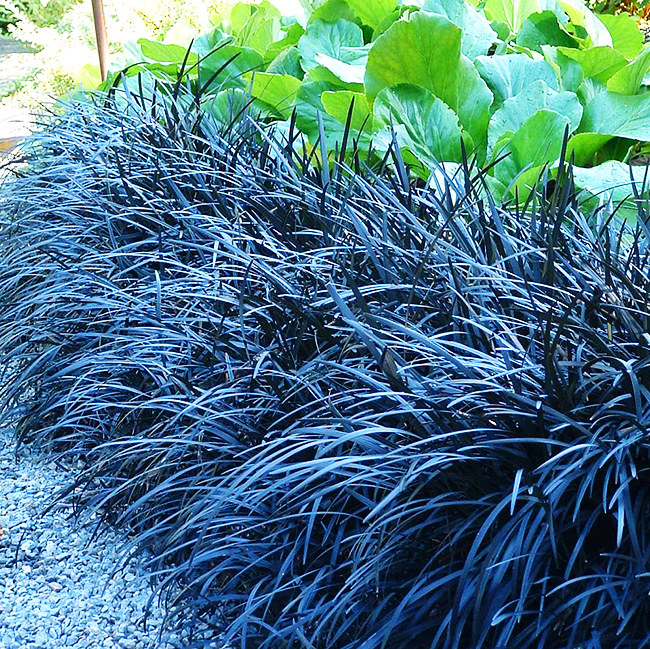 Black Mondo Grass For Sale Online The Tree Center