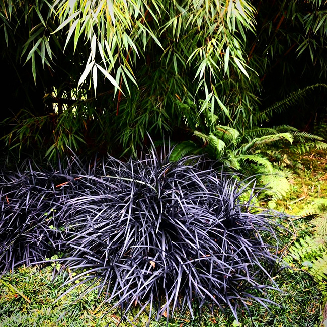 Black Mondo Grass For Sale Online The Tree Center