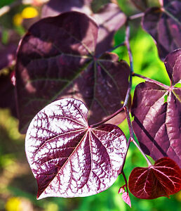 Black Pearl Redbud Tree For Sale Online | The Tree Center