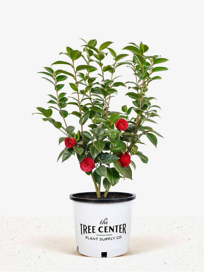 Camellia Plants For Sale | Buy Camellias Online | The Tree Center