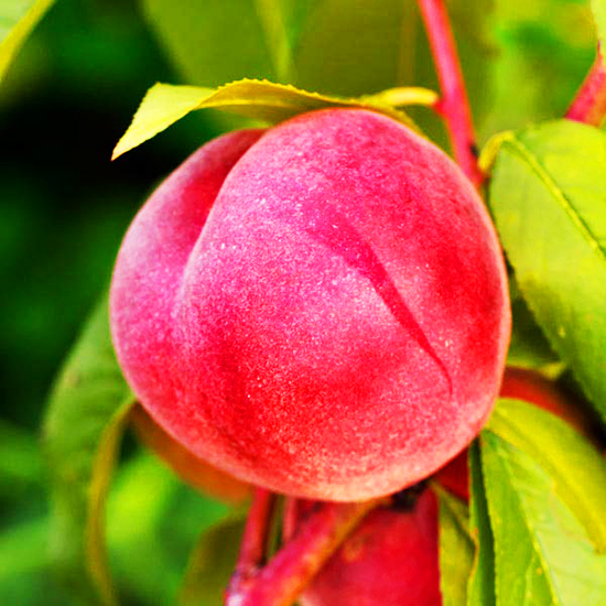 Blaze Prince Peach Tree For Sale Online | The Tree Center