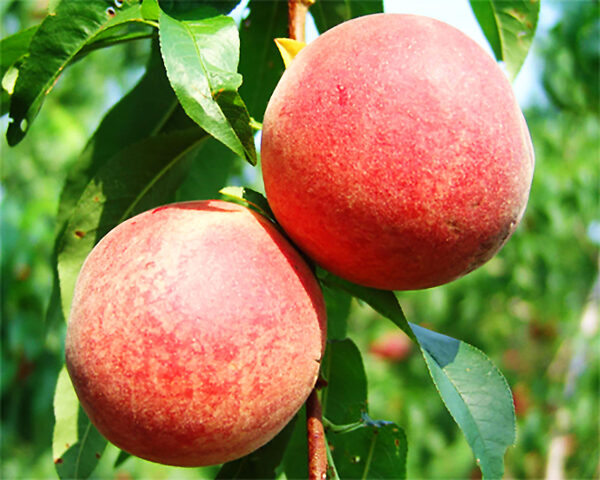 Blaze Prince Peach Tree For Sale Online | The Tree Center
