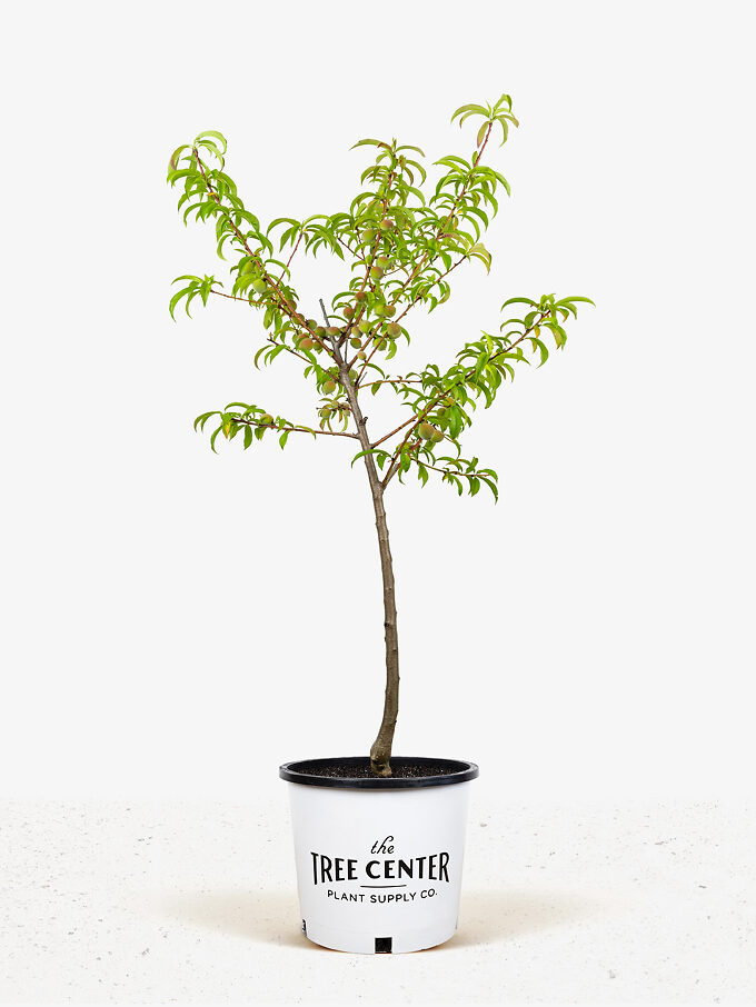 Peach Trees For Sale Online | The Tree Center