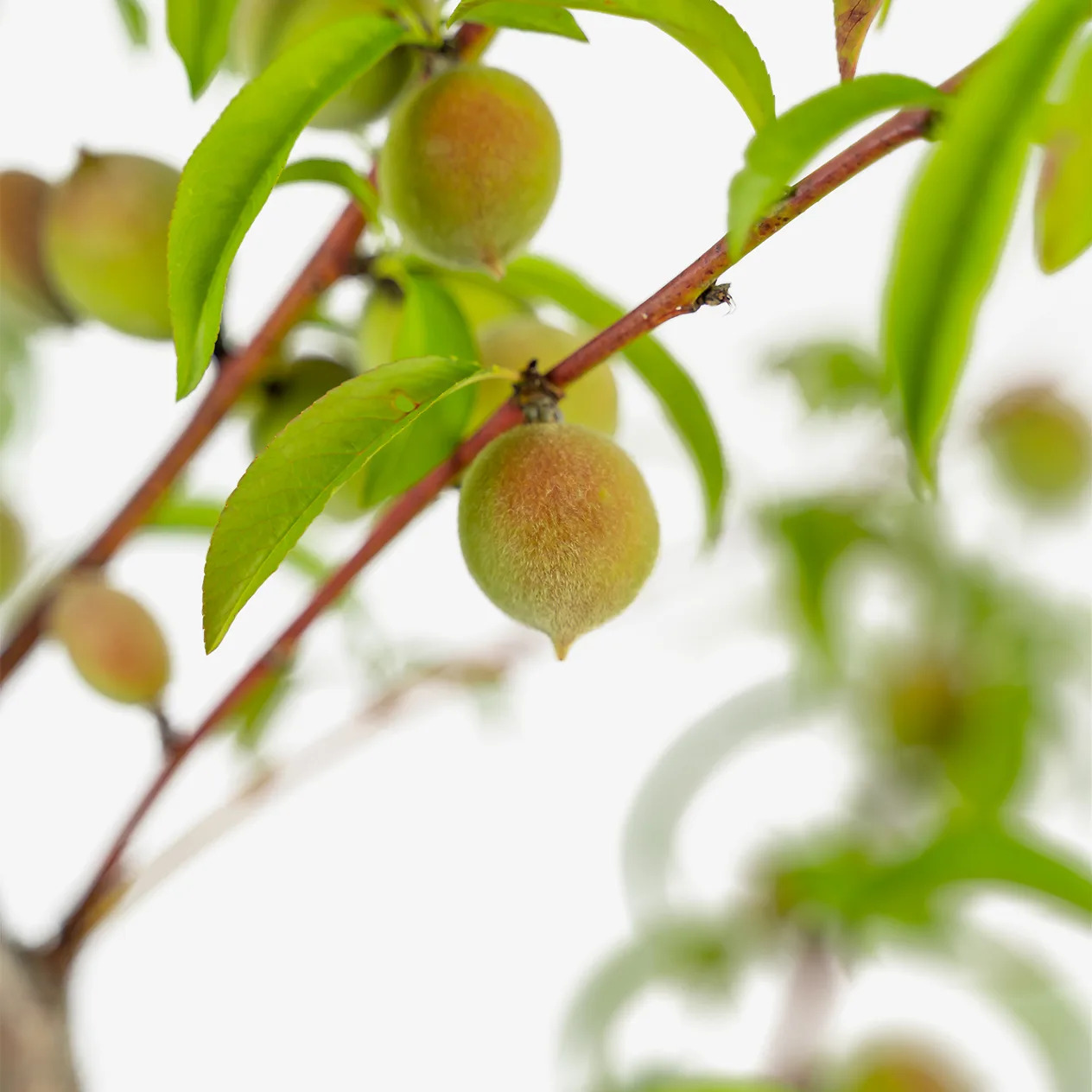 Blaze Prince Peach Tree For Sale Online | The Tree Center