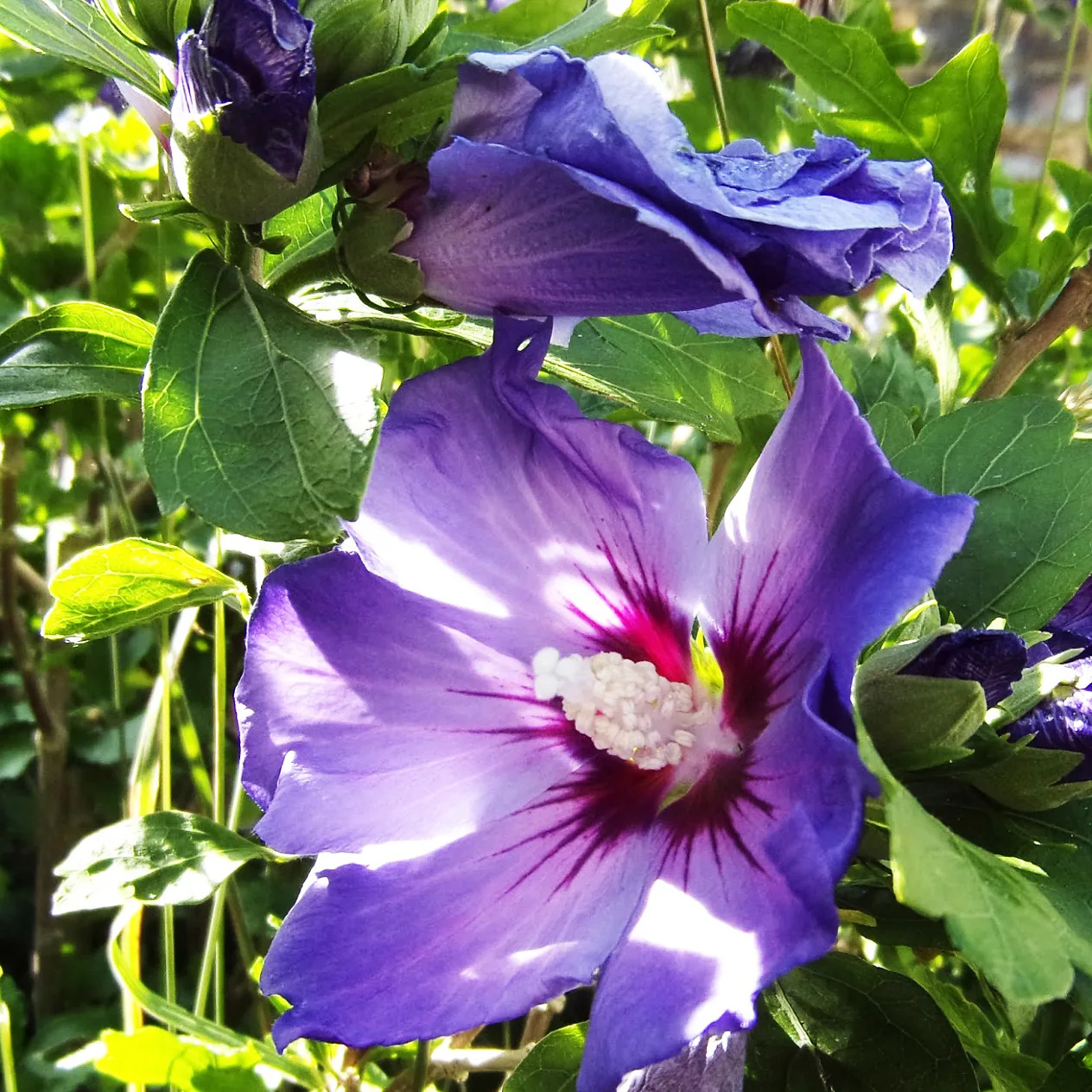 Blue Angel™ Hardy Hibiscus For Sale Online | The Tree Center