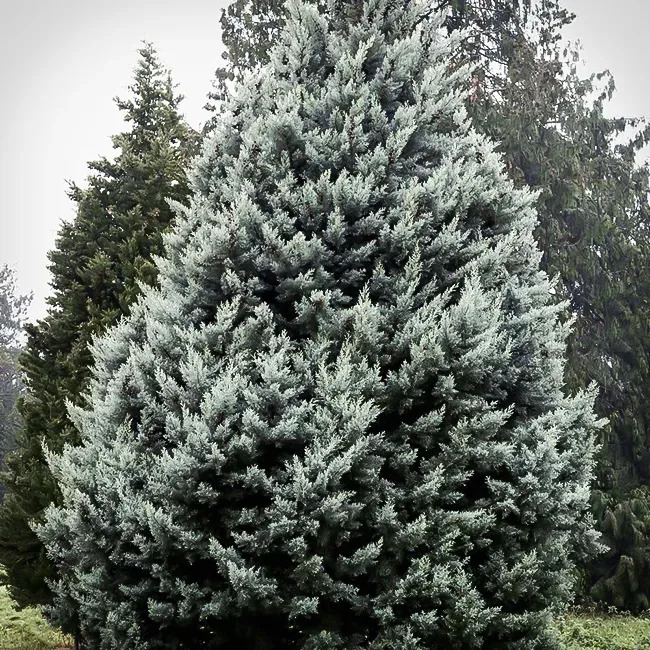 Blue Steel™ Arizona Cypress For Sale Online | The Tree Center