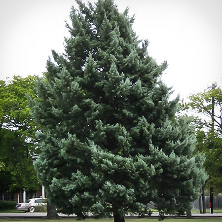 Blue Steel™ Arizona Cypress For Sale Online | The Tree Center