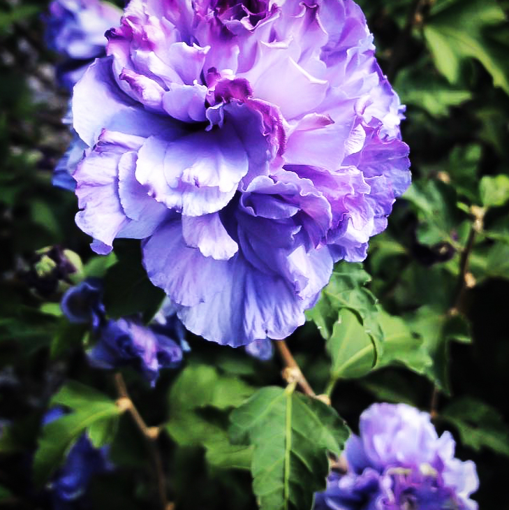 Blueberry Smoothie™ Hardy Hibiscus For Sale Online | The Tree Center