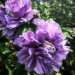 Blueberry Smoothie™ Hardy Hibiscus For Sale Online | The Tree Center