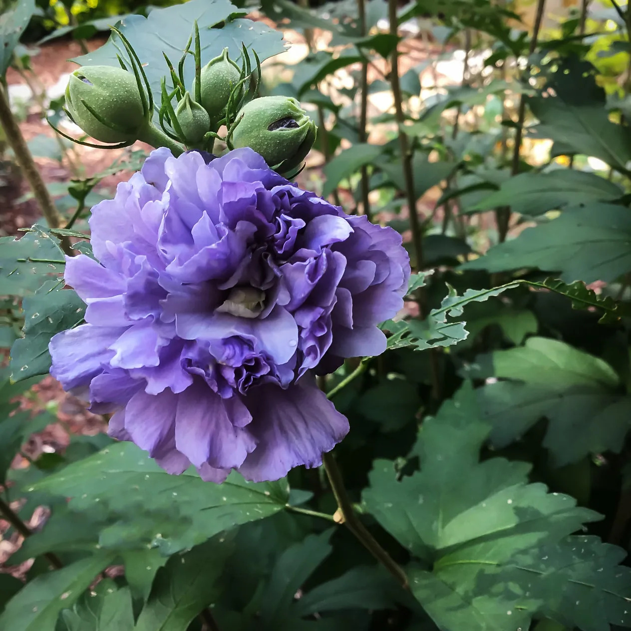 Blueberry Smoothie™ Hardy Hibiscus For Sale Online | The Tree Center