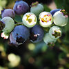 Bluejay Blueberry Bush For Sale Online | The Tree Center