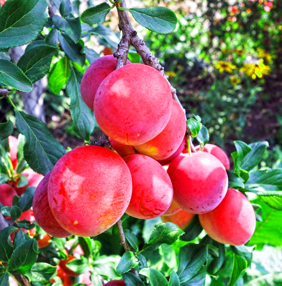 Bruce Plum Tree For Sale Online | The Tree Center