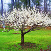 Bruce Plum Tree For Sale Online | The Tree Center