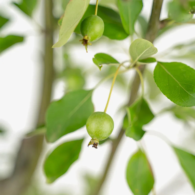 Callaway White Crabapple Tree For Sale Online | The Tree Center