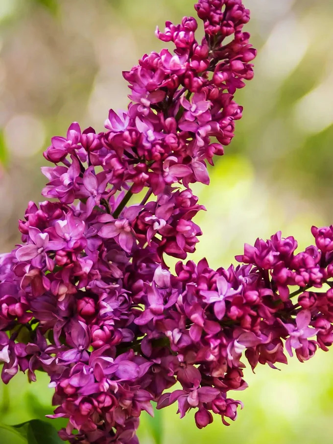 Dwarf Korean Lilac For Sale Online | The Tree Center